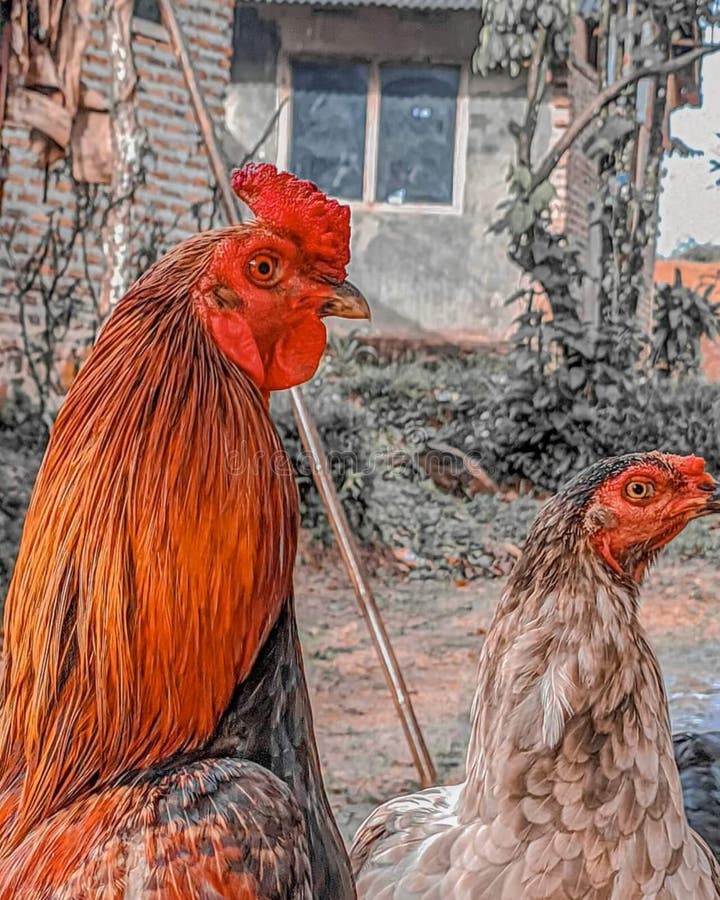 Bangkok Chickens are Red and Hens are White Stock Photo - Image of bird ...