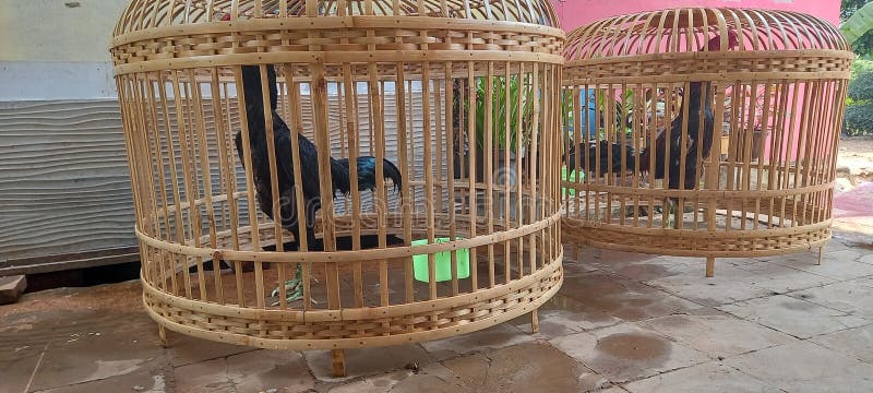 Bangkok Type Agile Chicken is a Fighting Chicken that Originates from ...