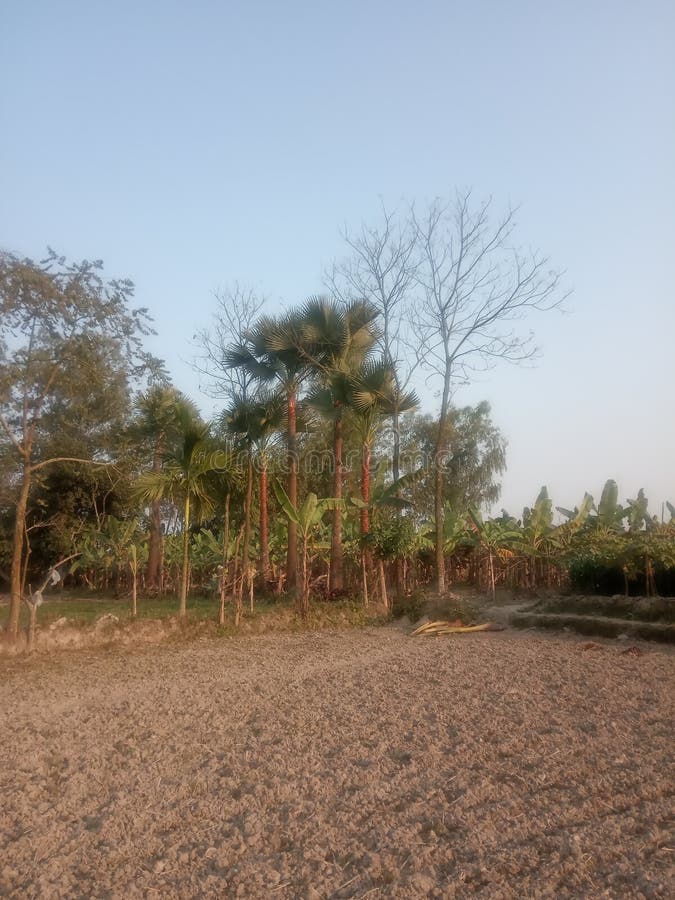 Bangla Village People Loving Area Stock Photo - Image of people, area ...