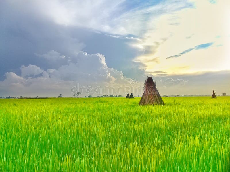 Bangladesh field stock photo. Image of white, green - 127863826