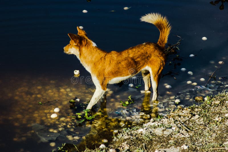 Bangladeshi Dog See Something Font Stock Photo - Image of font ...