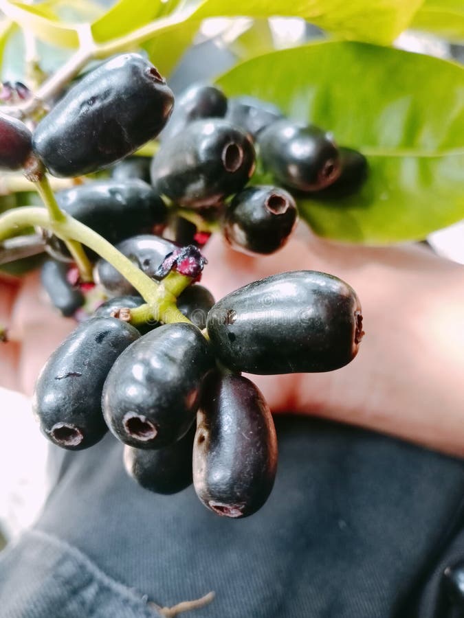 Black Fruit Natural Fruit Dreamstime Photo Stock Photo - Image of ...