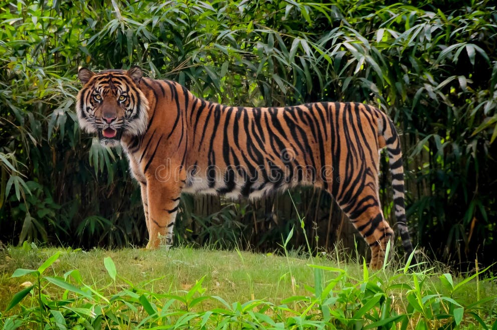 Bangle Tiger stock photo. Image of foliage, bangle, hair - 83250030