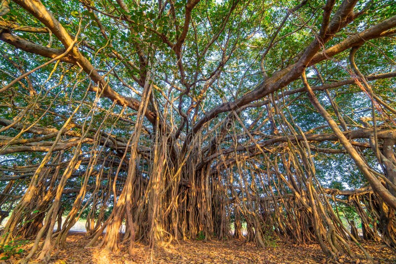 Grand beau banian photo stock. Image du horizontal, forêt - 30741870