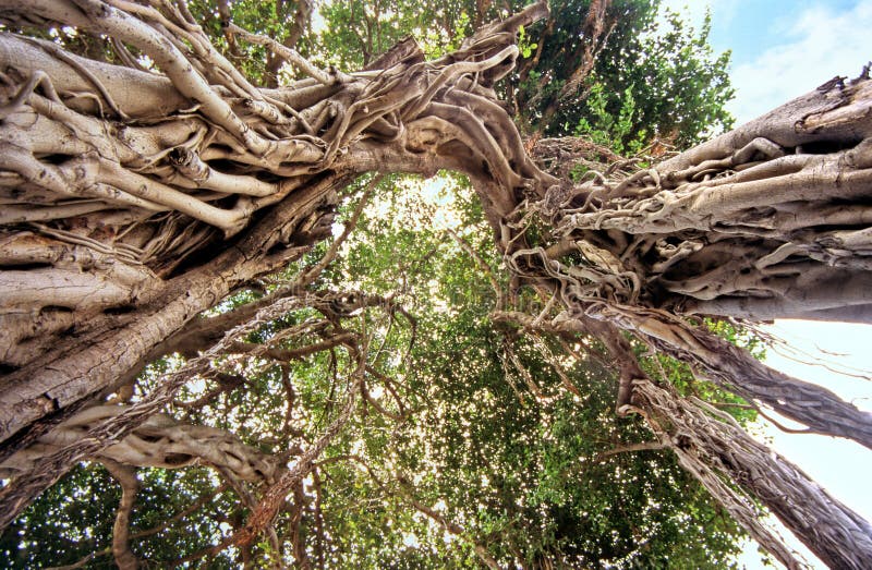 16,810 Photos de Banian - Photos de stock gratuites et libres de droits ...