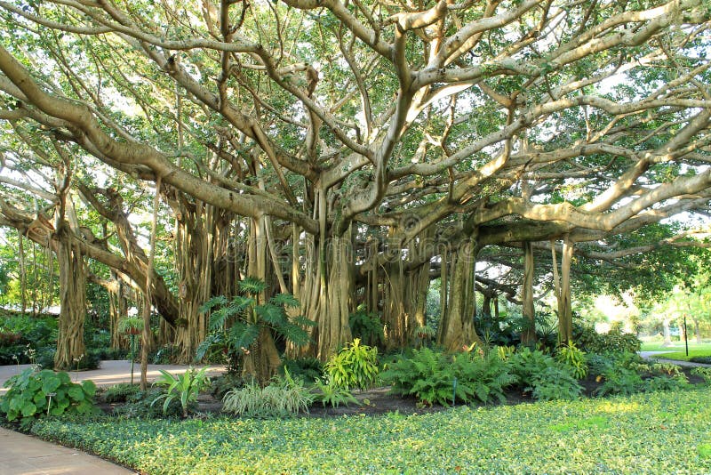 Banian photo stock. Image du jardin, arbre, centrale - 29474784