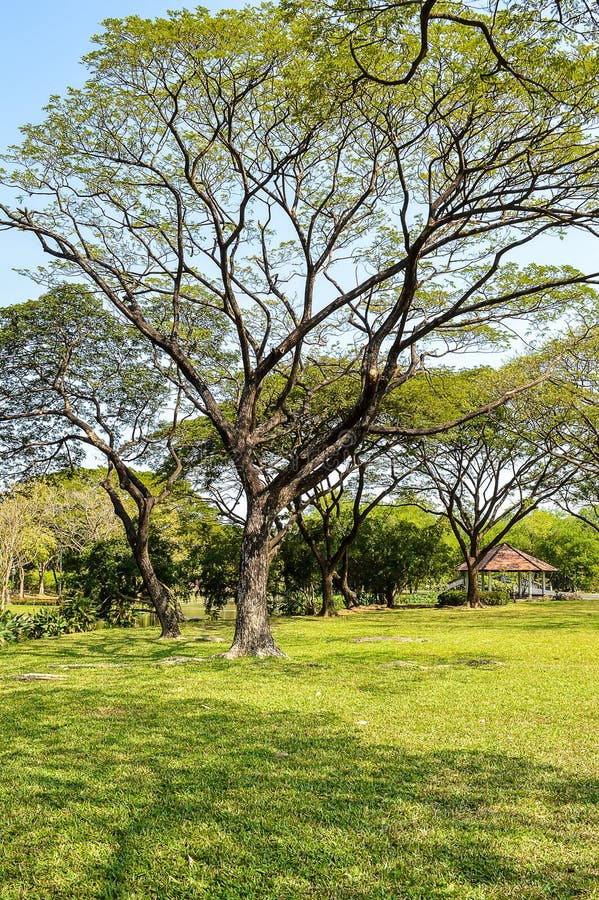 Banian photo stock. Image du thaïlande, lames, jardin - 50113720