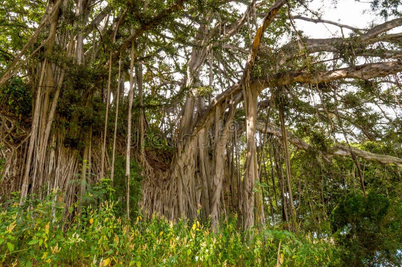 Pont De Figuier De Deux Banians Dans L'Inde Image stock - Image du ...