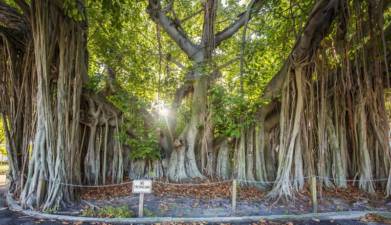 Banian Photos Stock - Téléchargez 8,986 Photos libres de droits