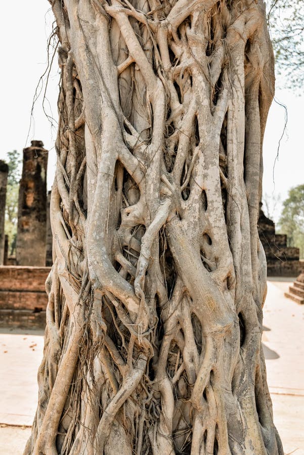 Banian photo stock. Image du antique, écorce, fond, banian - 90535448