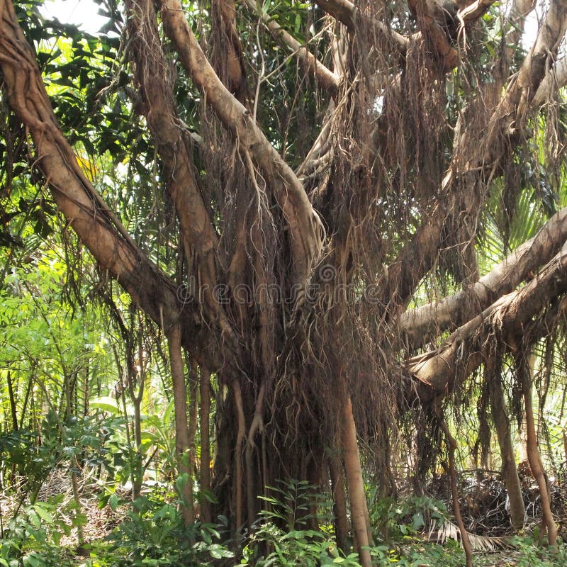 Fleur De Banian Photos Stock - Téléchargez 482 Photos libres de droits