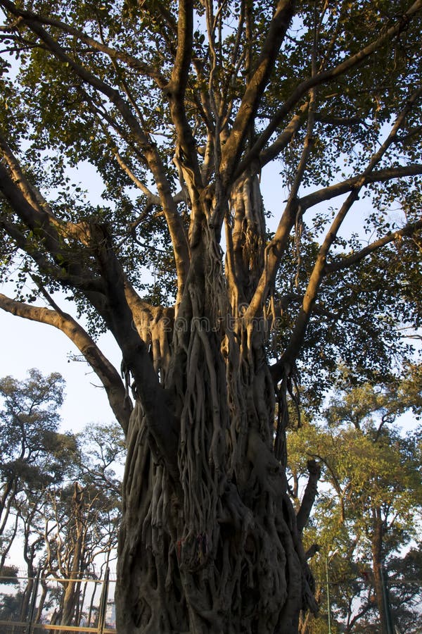 Banian Sacré Chez Matrimandir, Auroville, Inde Image stock - Image du ...