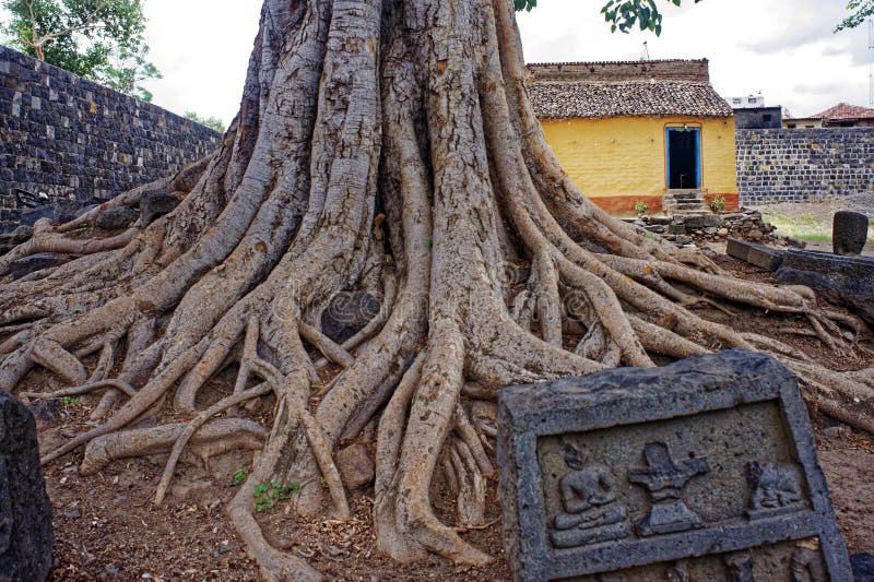 Banian Tree Trunk in Compound of Kopeshwar Temple Editorial Image ...