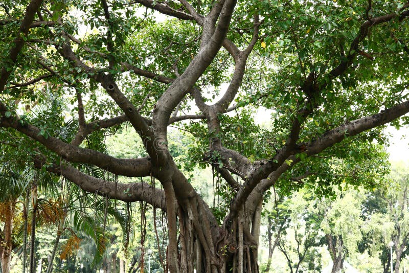 Baniano imagen de archivo. Imagen de secretario, planta - 100559721