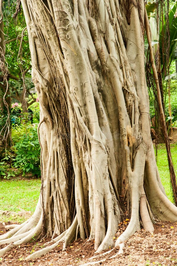 Baniano foto de archivo. Imagen de bosque, tropical, árbol - 55701236