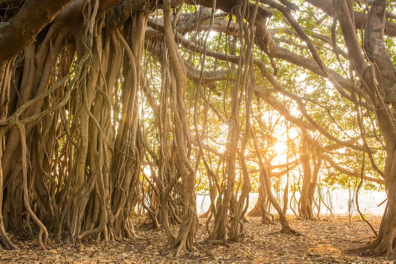 Baniano asombroso foto de archivo. Imagen de verde, selva - 72379188