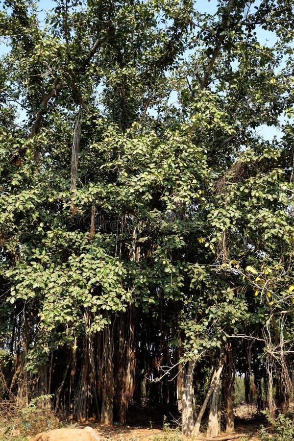 Arboleda Gigante Del Baniano En Tailandia Imagen de archivo - Imagen de ...