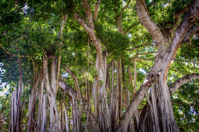 Baniano Y Follaje De Hawaii En Hana Maui Imagen de archivo - Imagen de ...