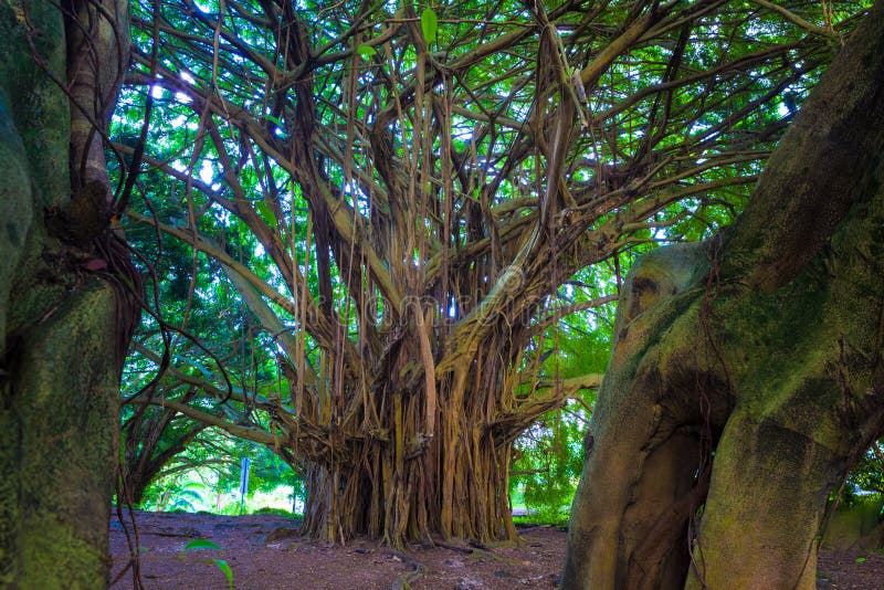 Baniano hermoso imagen de archivo. Imagen de temor, isla - 66419079