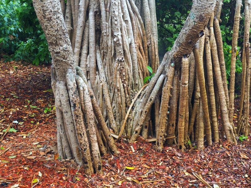 Baniano, Sydney Botanical Gardens, Australia Imagen de archivo - Imagen ...