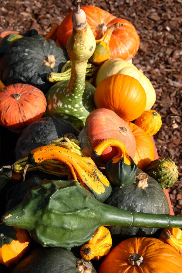 Banie obraz stock. Obraz złożonej z nagroda, żywienie - 11320779