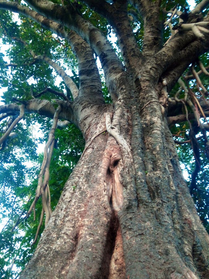 Banion Tree. it is a Big Banion Tree Stock Photo - Image of jungle ...