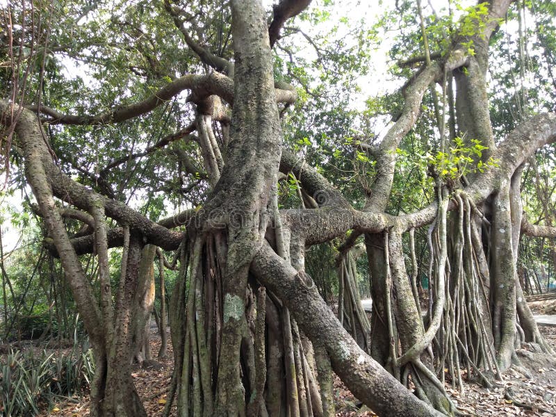 Banion Tree Stock Photos - Free & Royalty-Free Stock Photos from Dreamstime