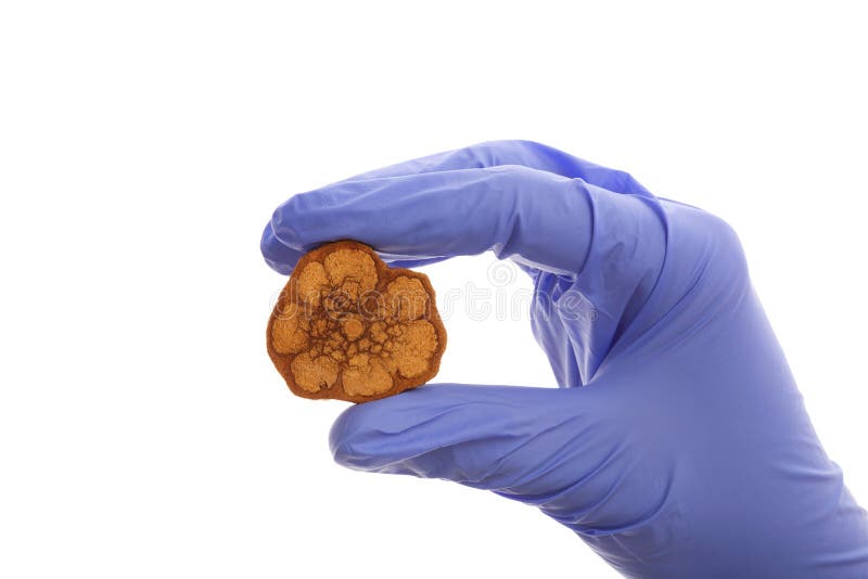 Banisteriopsis Caapi, Ayahuasca Stock Image - Image of banisteriopsis ...