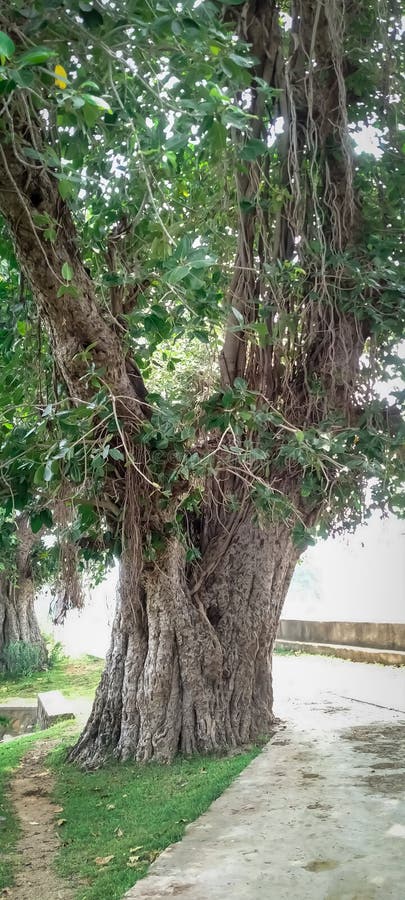 Baniyan tree stock photo. Image of forest, baniyan, tree - 124255434