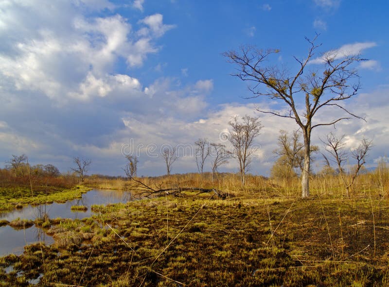 On the Bank of a Bog in Spring Stock Photo - Image of april, brown ...