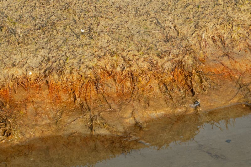 Reddish-brown Layer in Soil Stock Image - Image of environment, rich: 366859725
