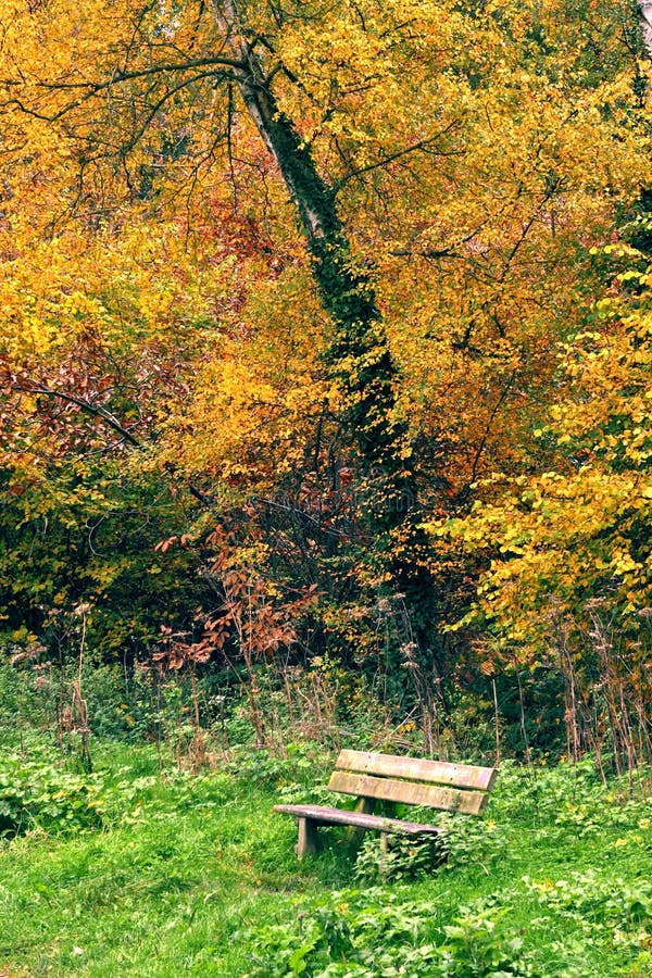 Bank im Wald im Herbst stockbild. Bild von sitz, alleine - 47629659