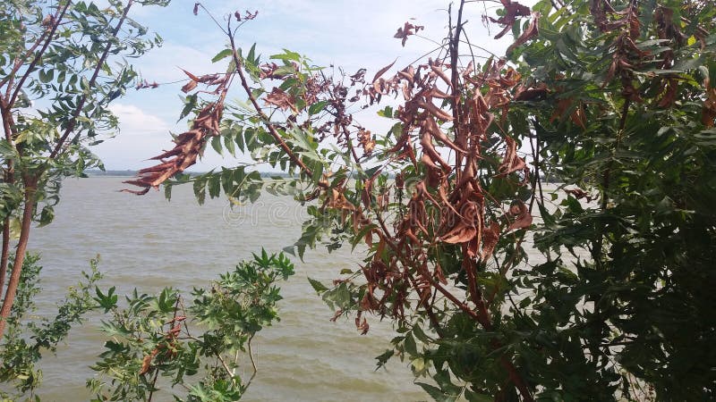 Drying Plants Even with Water Stock Photo - Image of water, drying ...
