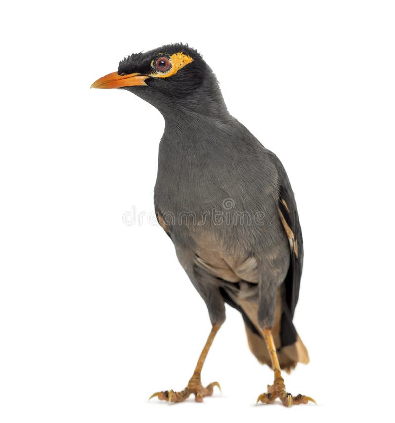 Bank Myna Isolated on White Stock Photo - Image of animal, orange: 72544944