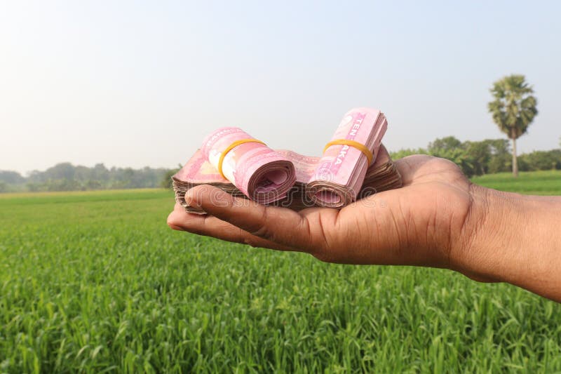 Raw Wheat Farm for Harvest are Cash Crops Stock Photo - Image of ...