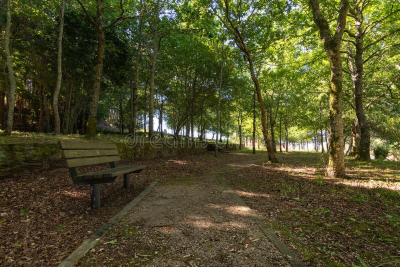 A Bank is Placed in a Beautiful Park in the Middle of an Oak Forest ...