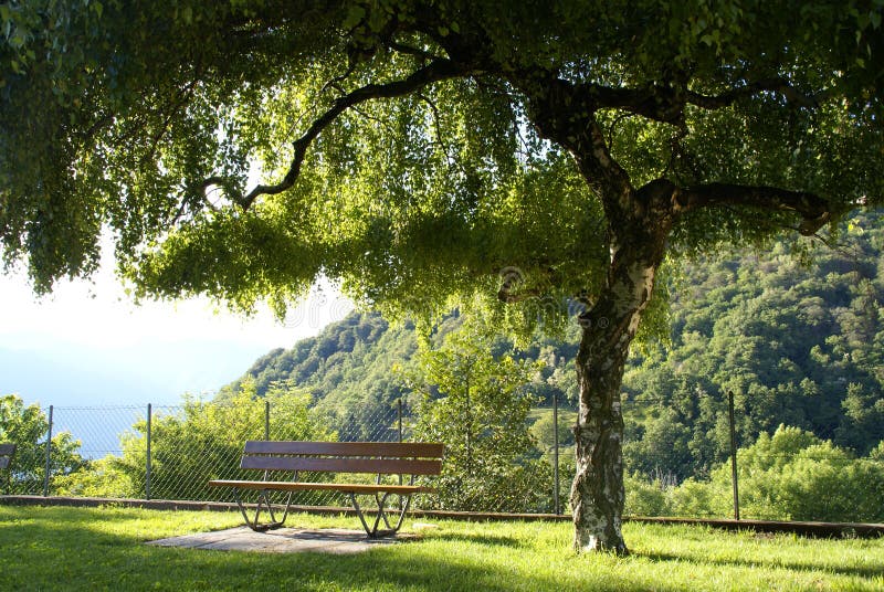 Bank unter Baum stockbild. Bild von sommer, ruhe, baum - 32320801