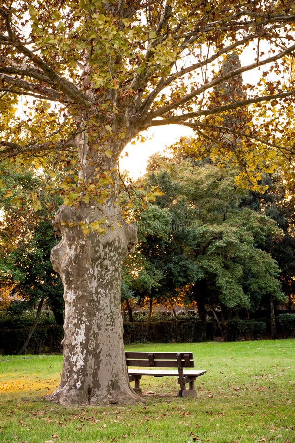 Bank Unter Dem Baum In Einem Park Stockfoto - Bild von bank, einsamkeit ...