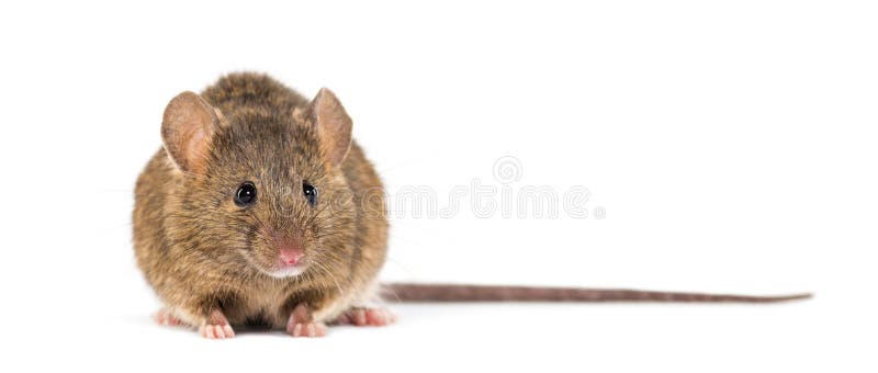 215 Vole White Background Photos - Free & Royalty-Free Stock Photos ...