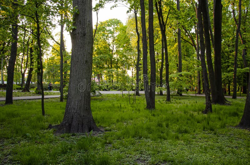Bank and Way in the Park Season Stock Image - Image of nature, scene ...