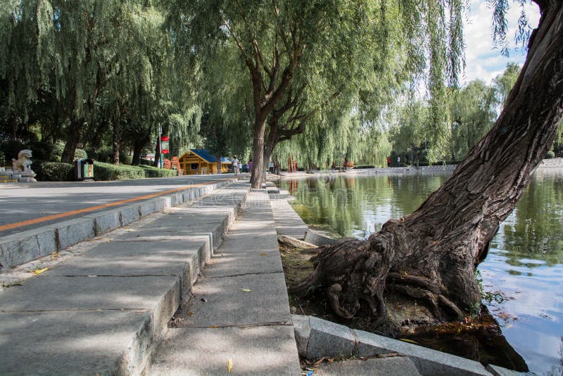 Banked Under Pond Willow Grows from Embankment. Stock Image - Image of ...