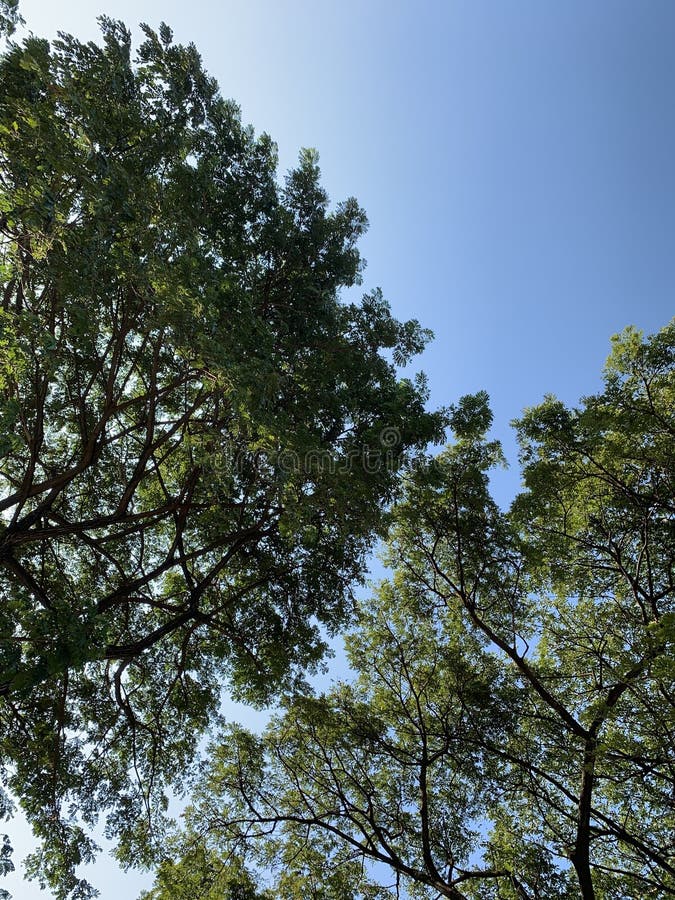 Banking Branches, the Shade of a Large Tree in Park Stock Photo - Image ...