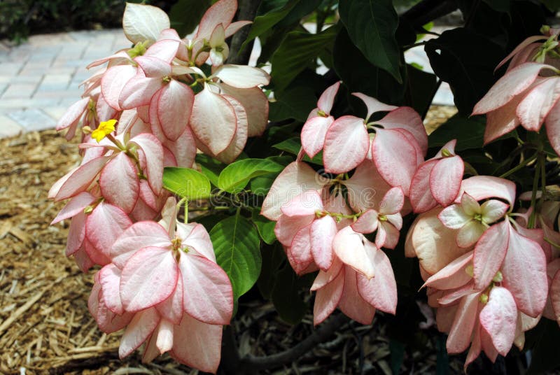 Bankok rosa buske i blomma fotografering för bildbyråer. Bild av ...