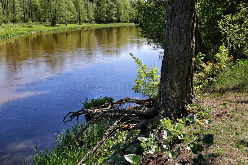 On the Banks of the Neman River Stock Image - Image of belarus ...