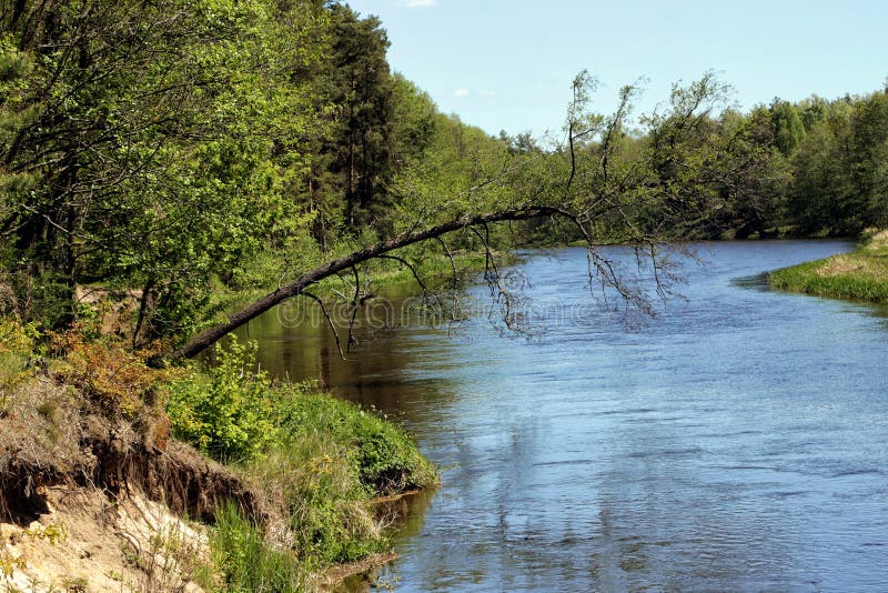 On the Banks of the Neman River in the Reserve Stock Image - Image of ...