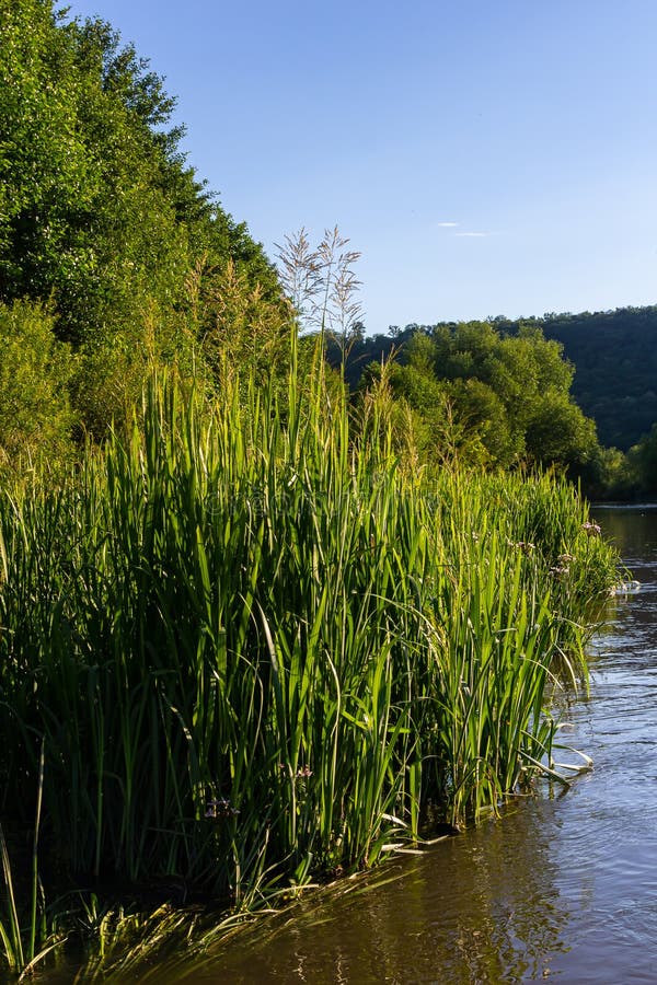 On the Banks of the River and in the Water, the Forage Grain Glyceria ...