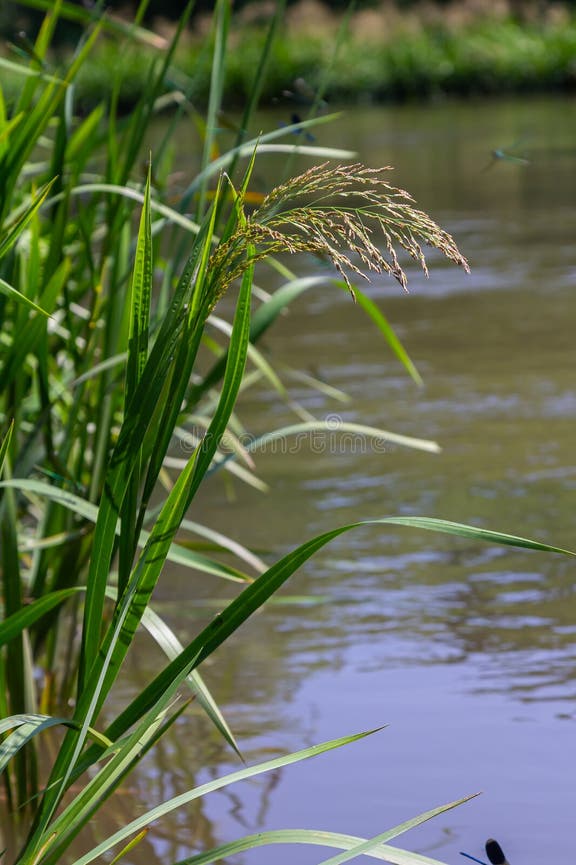 On the Banks of the River and in the Water, the Forage Grain Glyceria ...