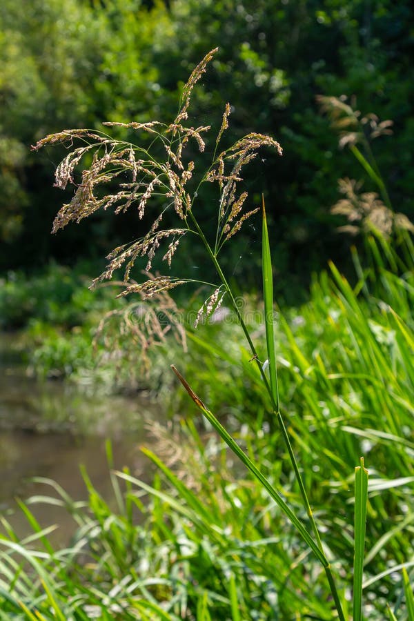 On the Banks of the River and in the Water, the Forage Grain Glyceria ...