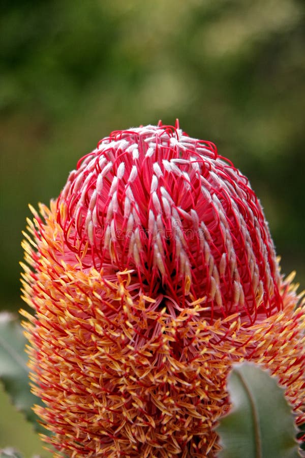 Banksia Flower stock image. Image of pollen, petal, nature - 14521939