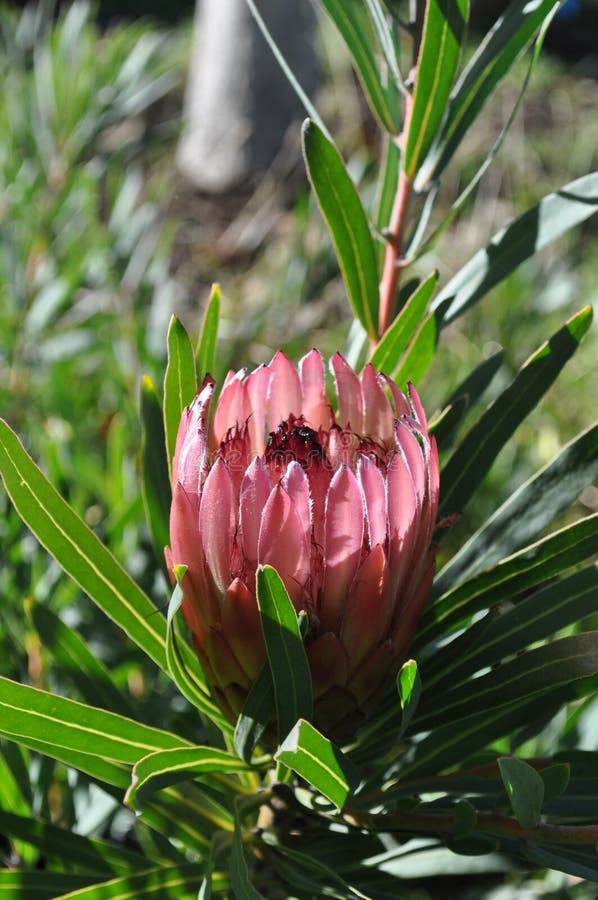 Banksia in flower stock photo. Image of stalk, pink, sunlight - 15080908